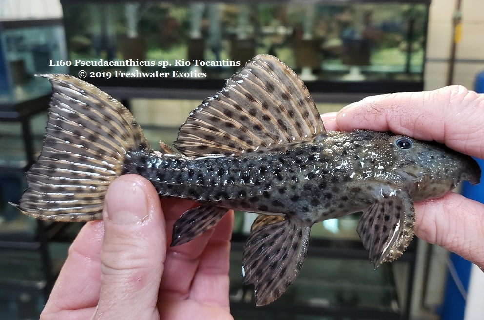 L160 Pseudacanthicus sp. Rio Tocantins spiney monster spiny monster ...
