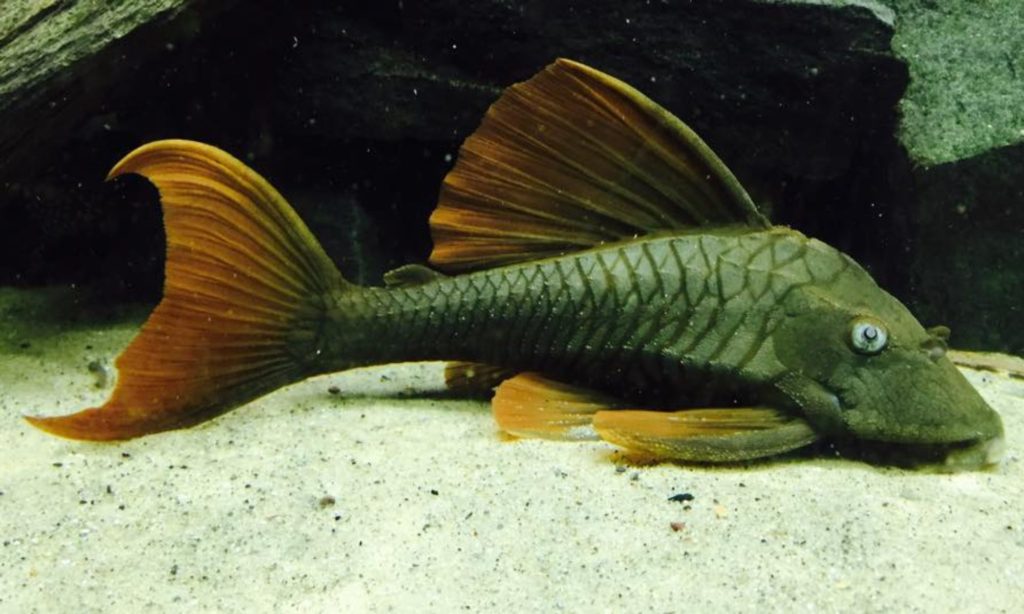 L255 Ancistrus sp. "Spotted Medusa" Rio Xingu 3" $65.00 - Freshwater ...