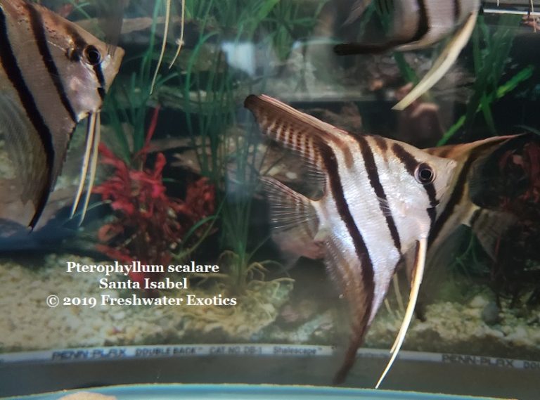 Pterophyllum scalare, Santa Isabel 3-3.5” $70.00 - Freshwater Exotics