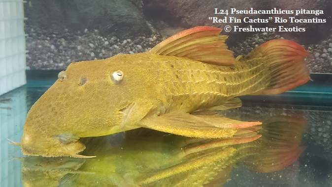 L24 Pseudacanthicus pitanga “Red Fin Cactus” Rio Tocantins 12” $250.00 ...