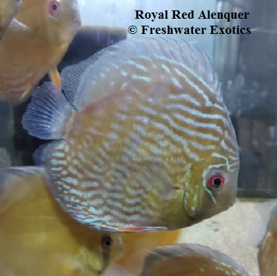 Royal Red Alenquer 4-5” $160.00 - Freshwater Exotics